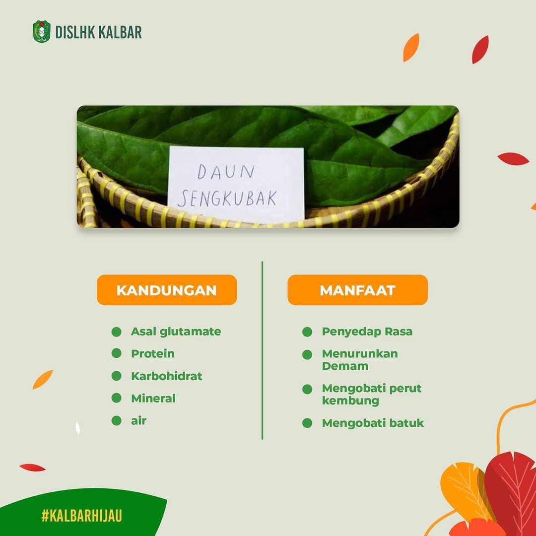 Jual Daun Kering Sengkubak,Penyedap / Vetsin Alami Khas Suku
