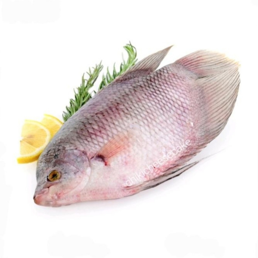 Jual IKAN GURAMI SEGAR GURAME FRESH NO FROZEN GOURAMI FISH I