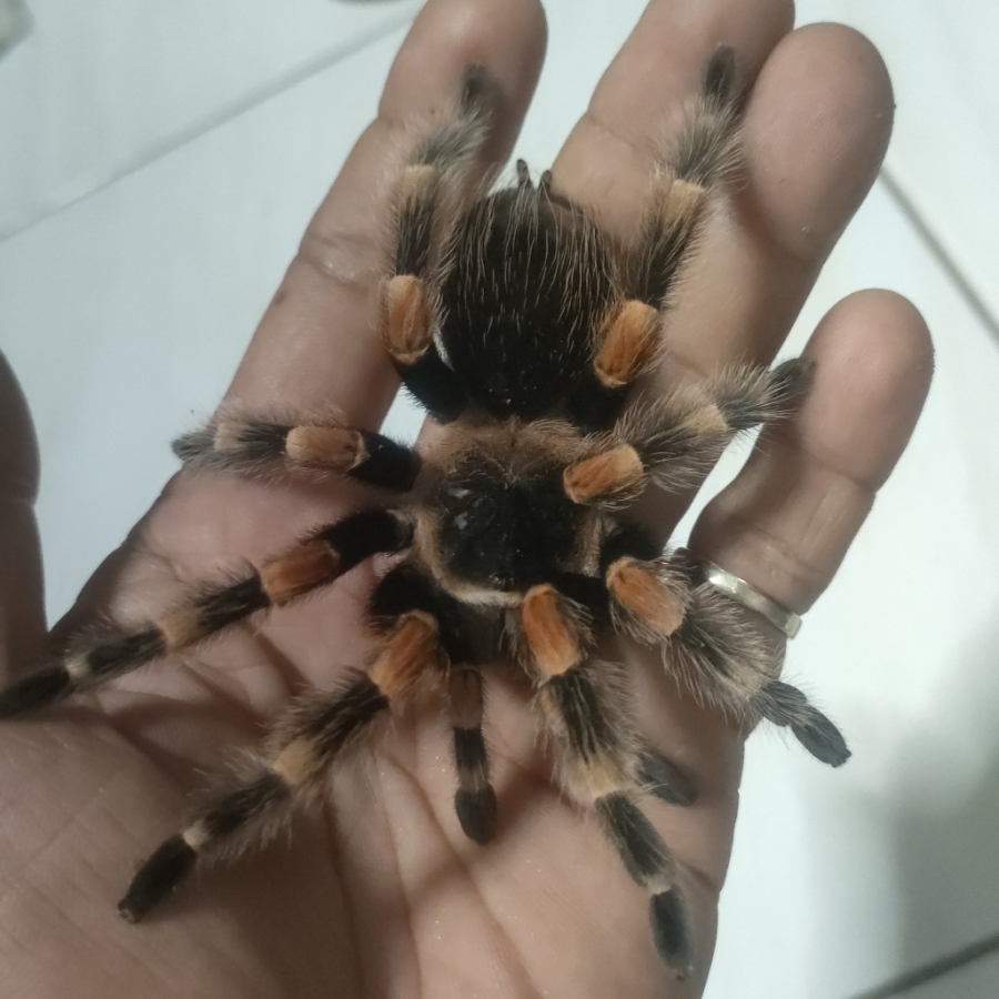 Jual Tarantula Hamori dengan Harga Terbaik di Toco