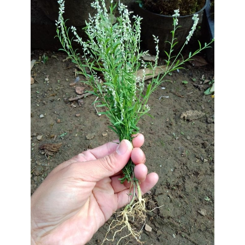 Jual TANAMAN AKAR WANGI Polygala Panyculata / AKAR WANGI den