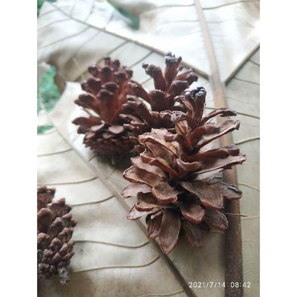 Jual Bunga pinus kering 1 kg / pine cone / bunga pinus denga