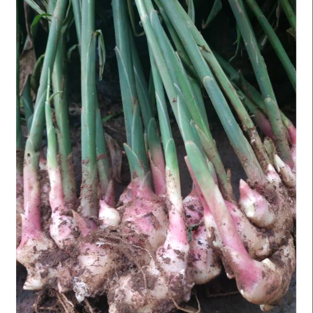 Jual BIBIT JAHE SEGAR 500 GRAM dengan Harga Terbaik di Toco