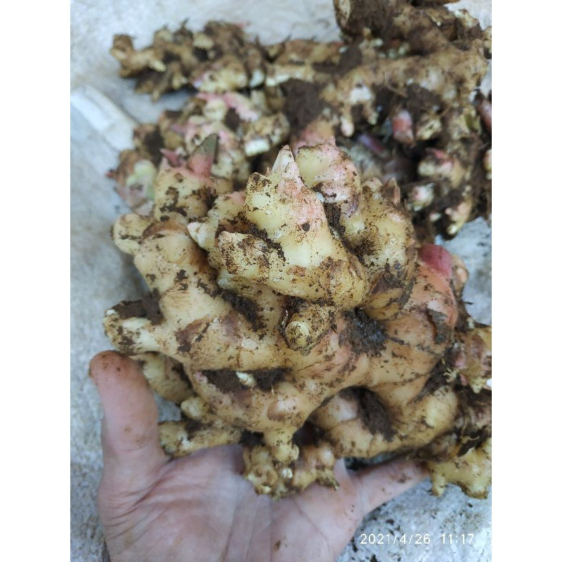 Jual JAHE SEGAR 250 GRAM / JAHE FRESH / JAHE LOKAL dengan Ha