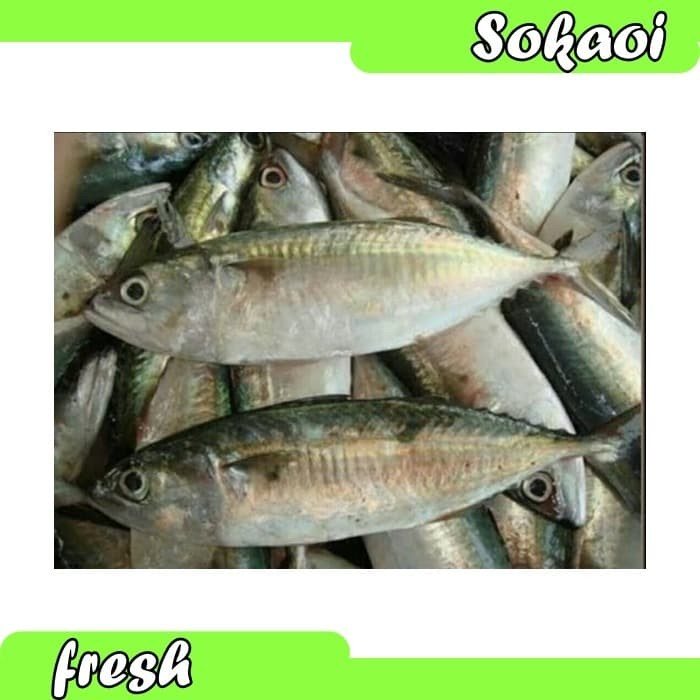 Jual IKAN KEMBUNG IKAN LAUT IKAN SEGAR IKAN FRESH FRESH FISH